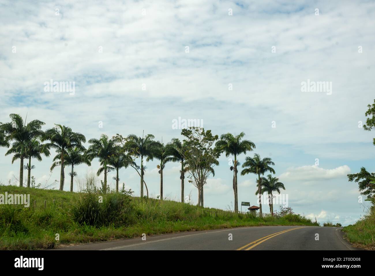 An asphalt road surrounded by dense, green forest against blue sky with ...