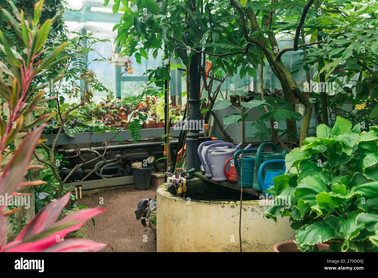 interior of a large greenhouse with a collection of tropical plants ang ...