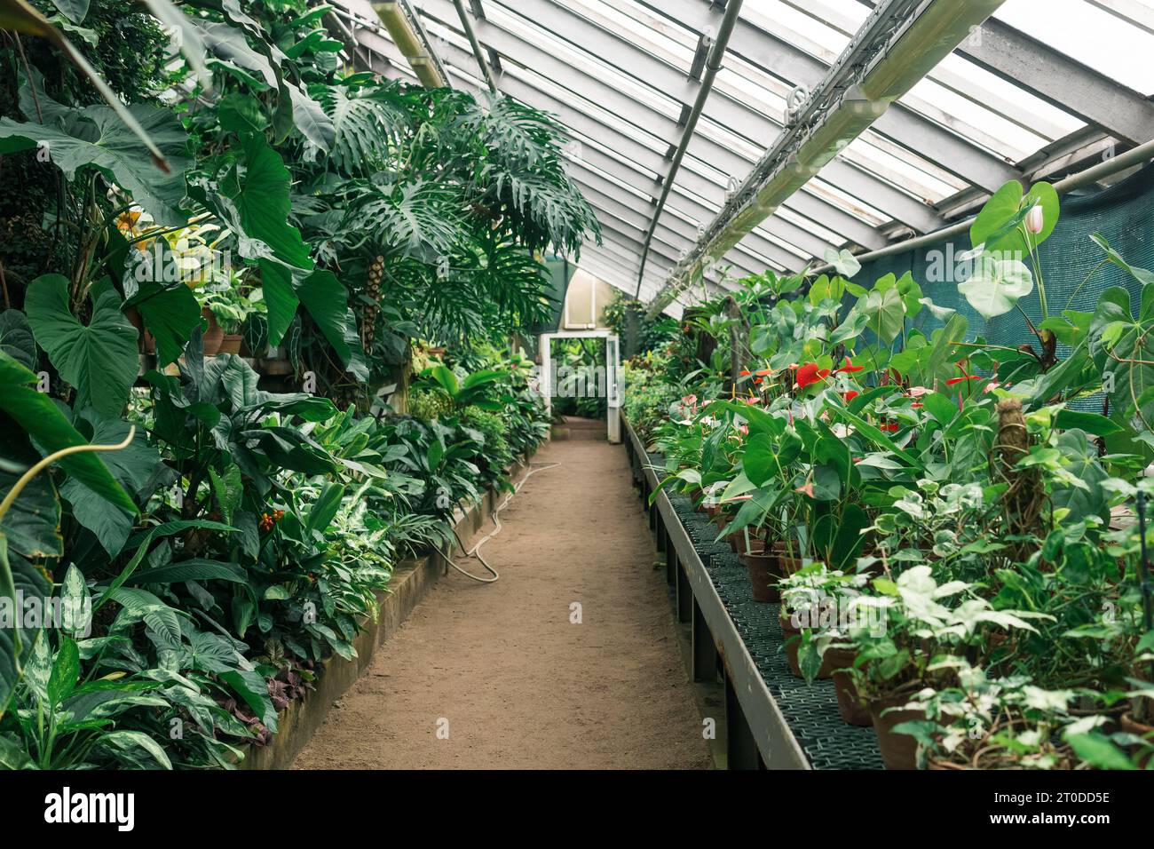 interior of a large greenhouse with a collection of tropical plants ...