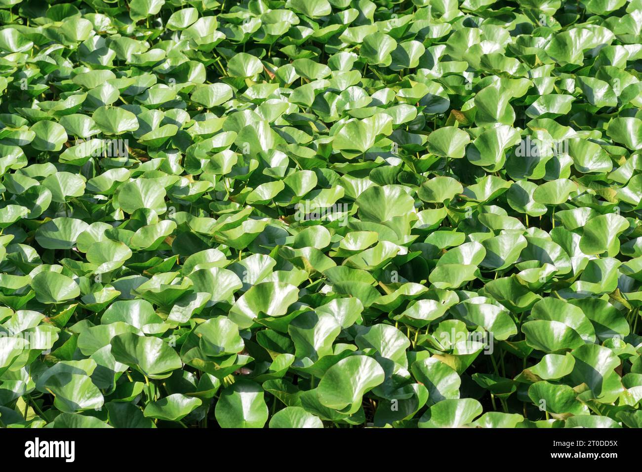 landscape: lotus leaves completely cover the surface of the water Stock ...