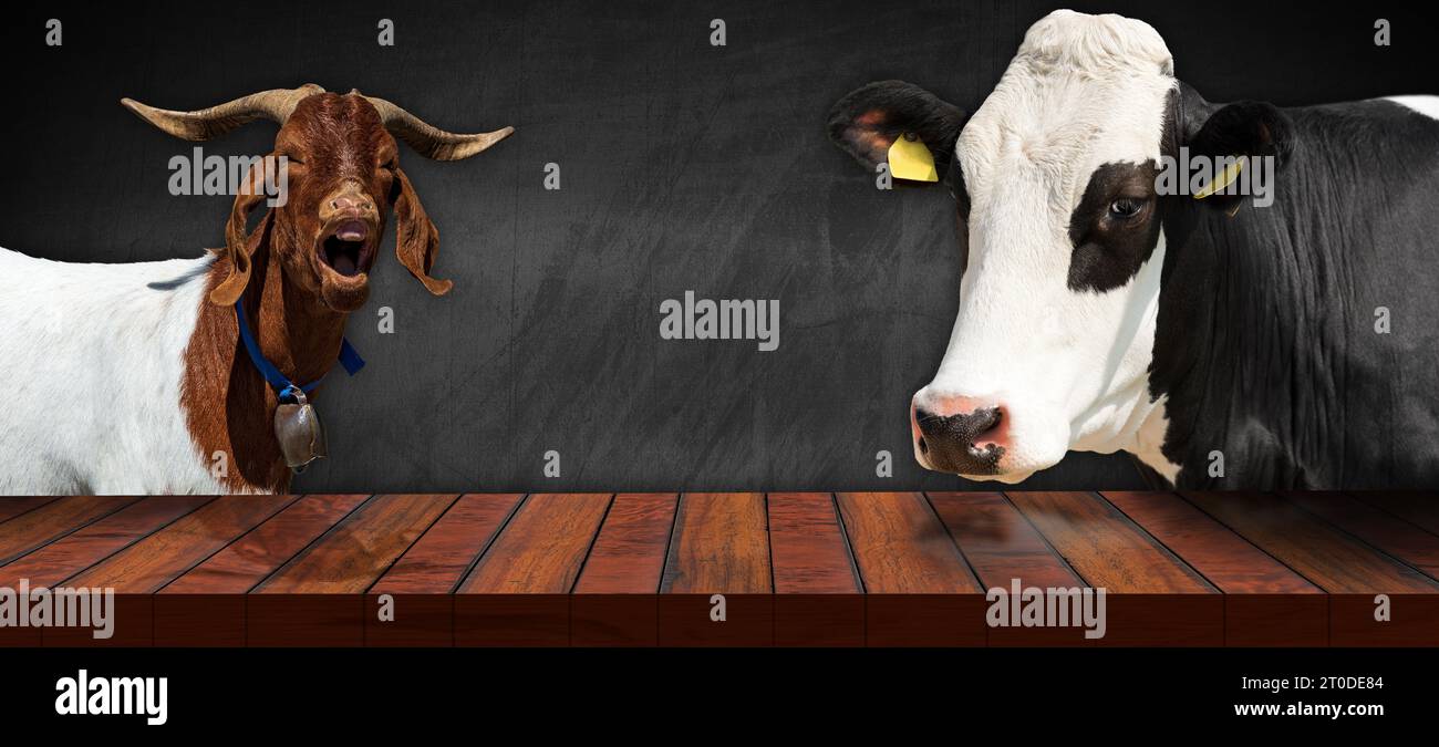 Close-up of an empty wooden table and a dairy cow and a horned mountain ...