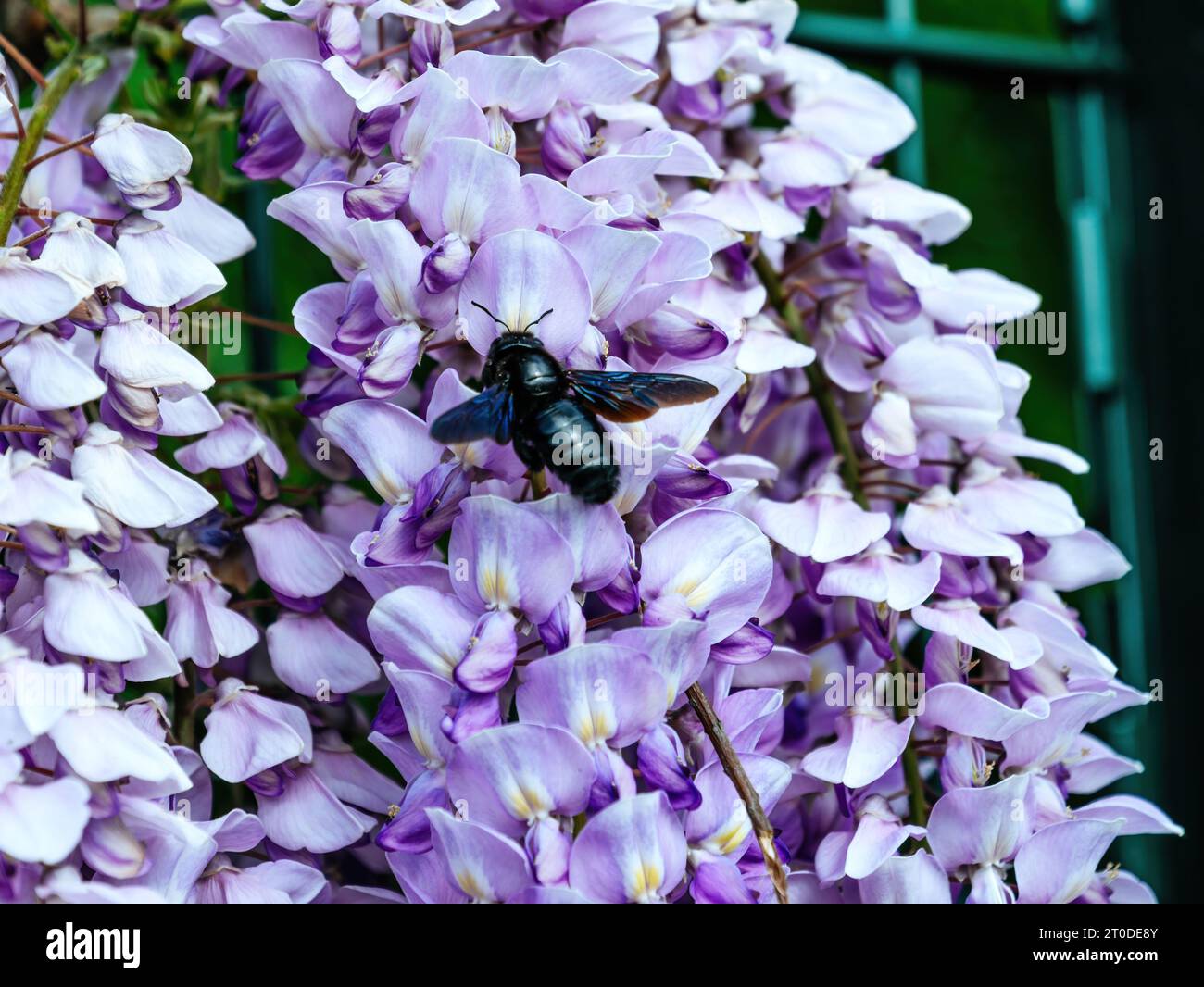 Violet Carpenter Bee, notable for its glossy black body, makes its ...