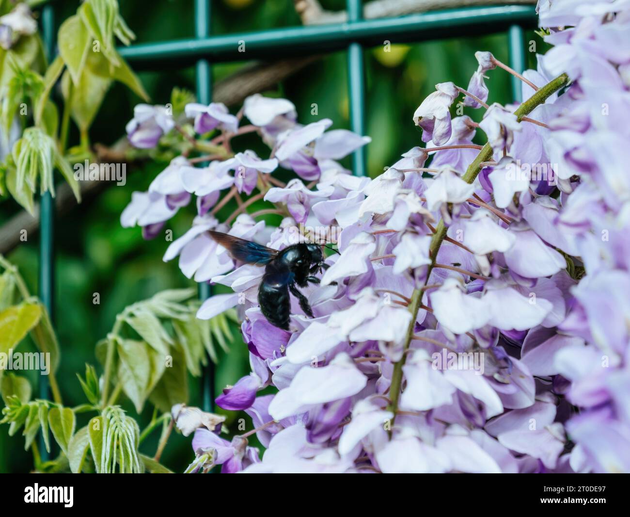 On a wisteria plant, a striking Violet Carpenter Bee catches the eye ...