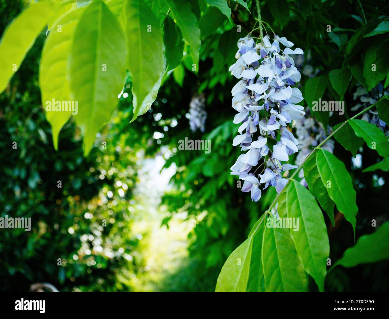 A close-up reveals a vivid wisteria plant elegantly draped above a ...