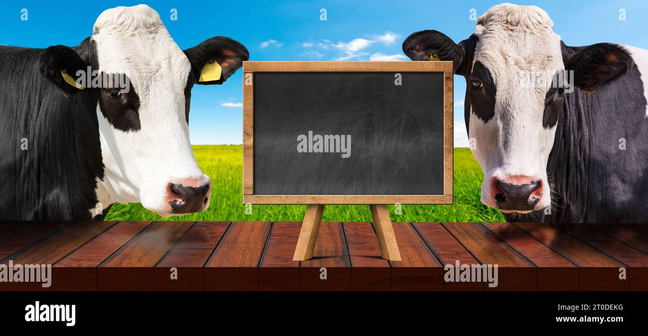 Empty wooden table and blackboard with copy space, dairy cows (heifer ...