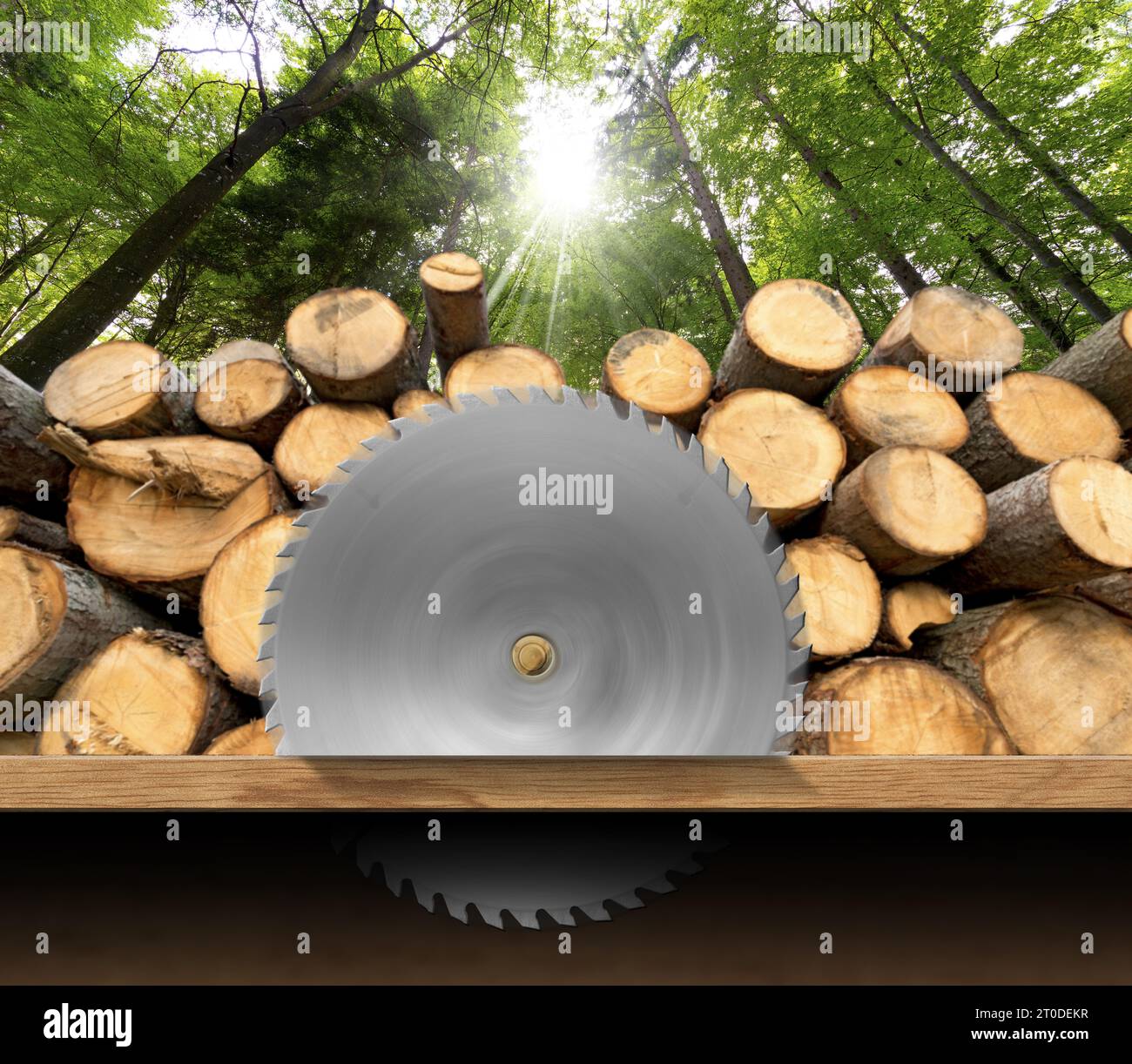 Metal circular saw blade in motion with a pile of pine tree trunks and ...