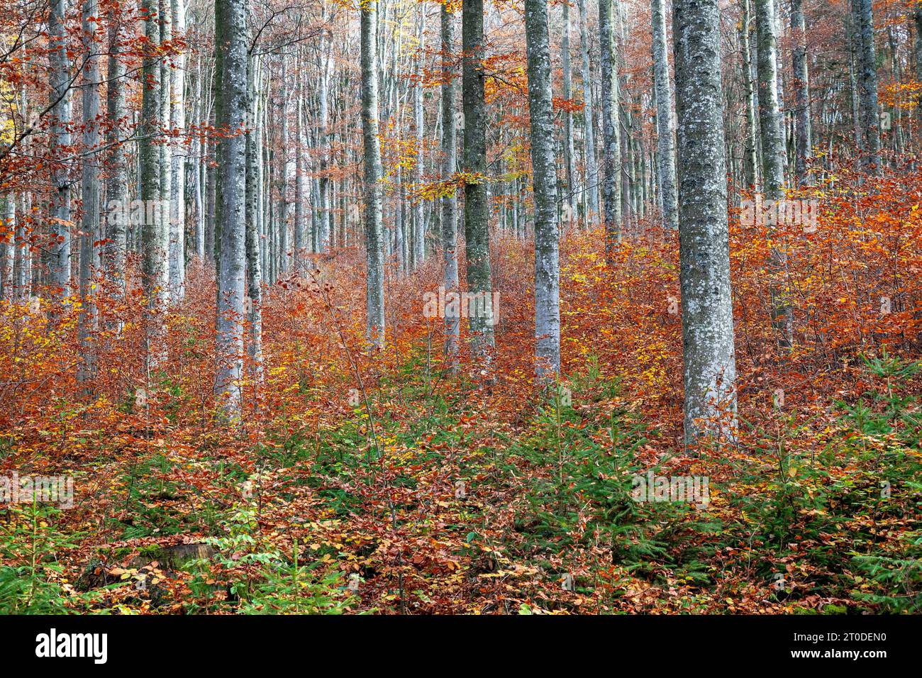 autumn, autumn beech forest, autumn time, beech trees, silver beech ...