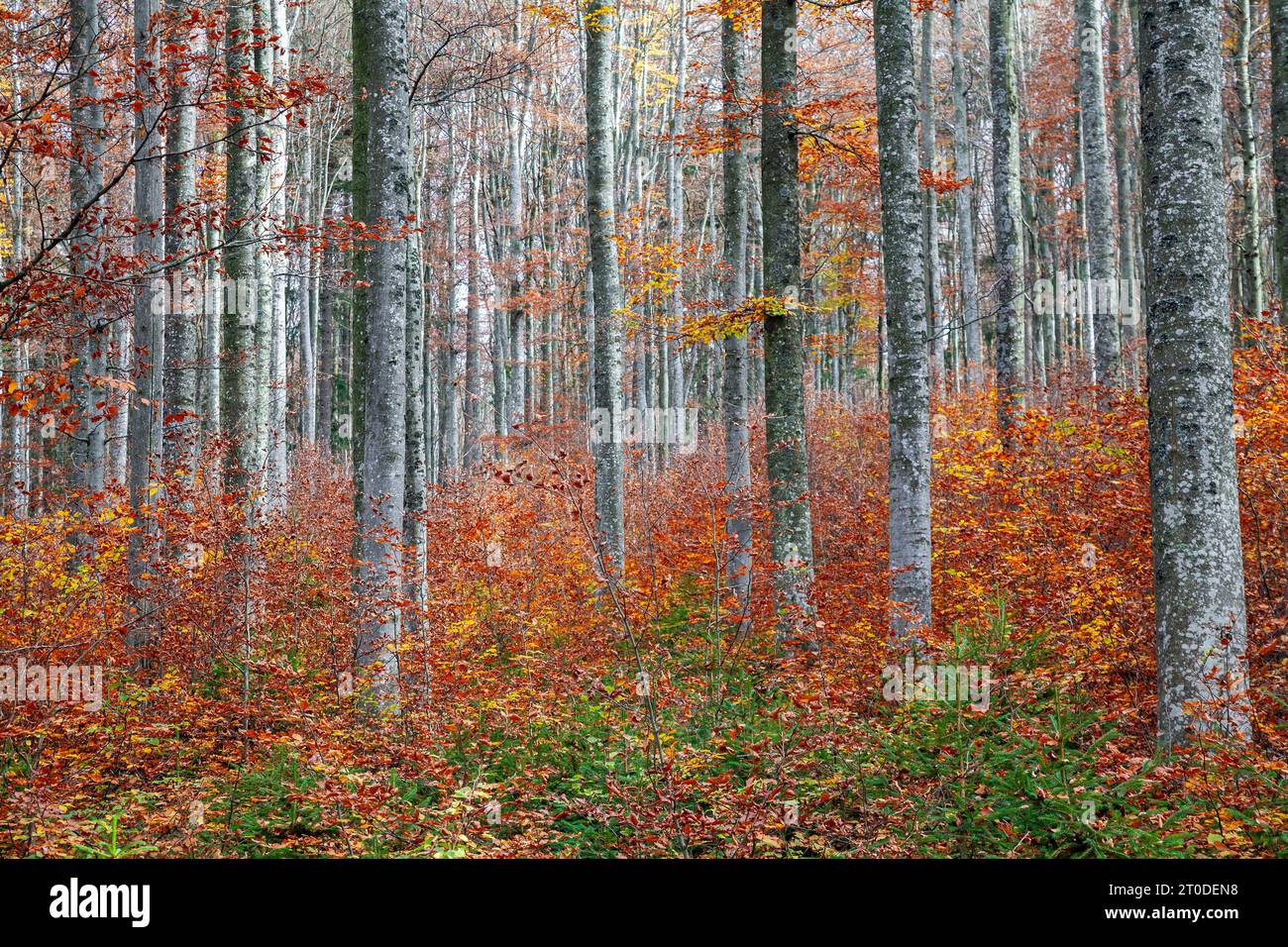 autumn, autumn beech forest, autumn time, beech trees, silver beech ...