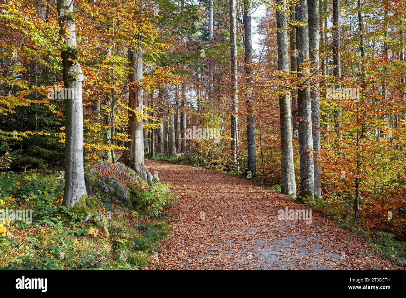 autumn, autumn beech forest, sunny fall day, fagus sylvatica, beech ...