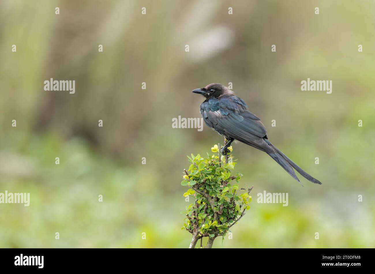 The black drongo is a small Asian passerine bird of the drongo family ...