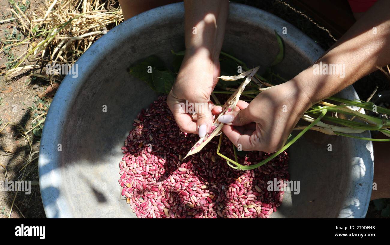female hands clean red bean seeds from dry pods over a metal round ...