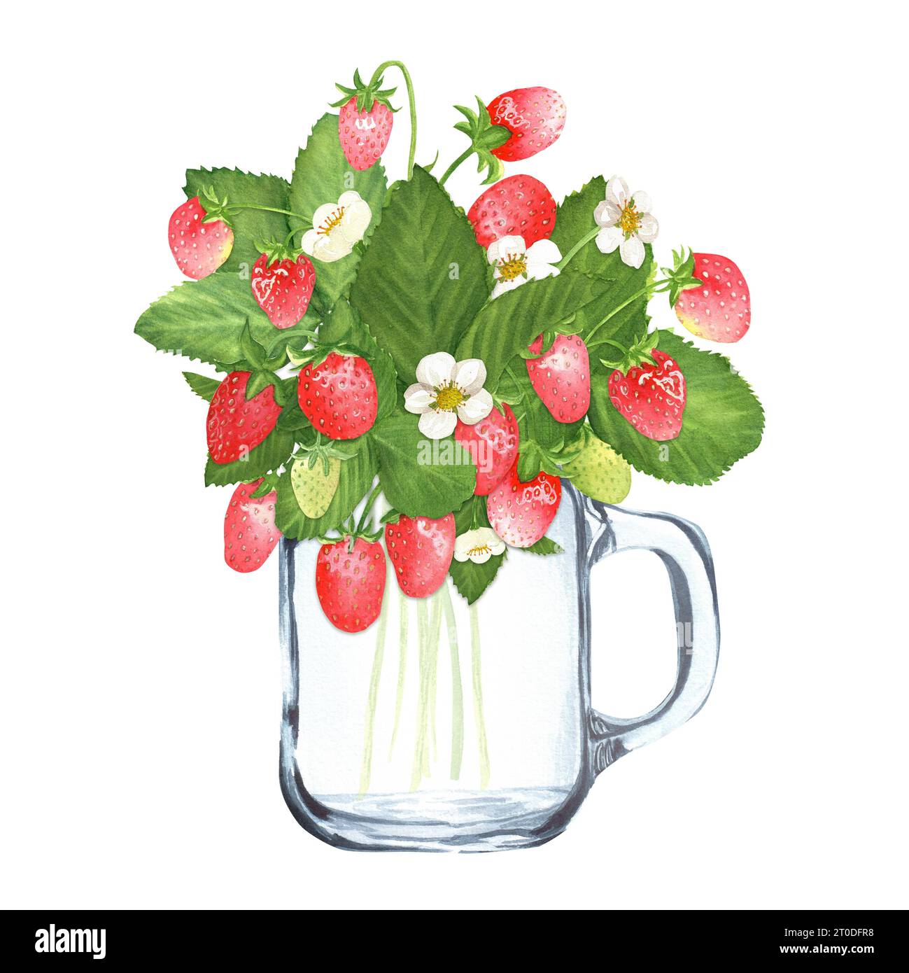 Hand-drawn watercolor illustration. Glass mug with fresh, ripe ...
