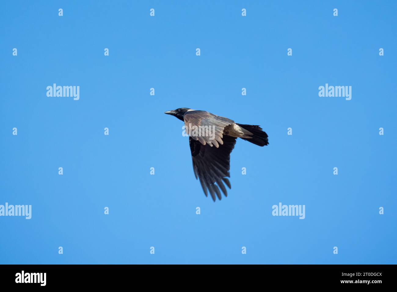 Hooded crow flies in blue sky on a daytime, close up Stock Photo - Alamy