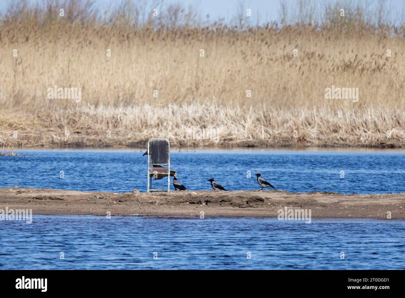 Scald crows hi-res stock photography and images - Alamy