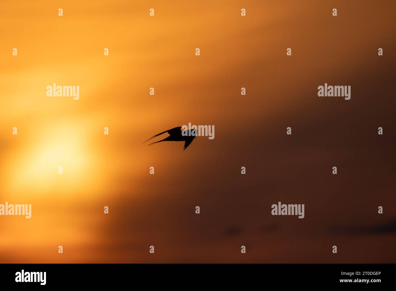 Silhouette photo of a bird flying under sunset sky. Sterna hirundo or ...