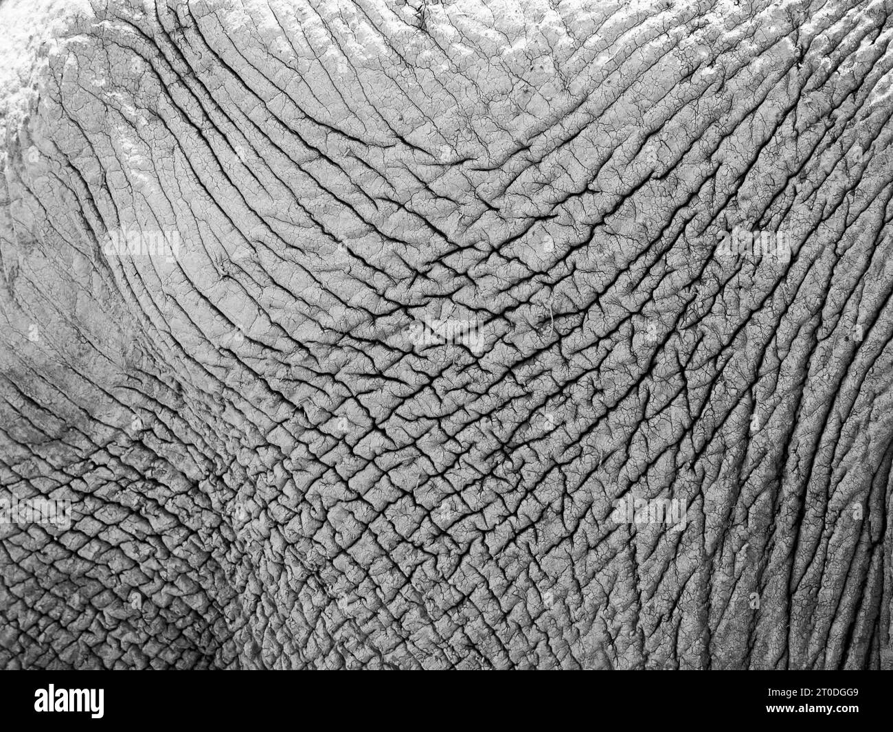 Dry elephant skin texture. Close-up view. Black and white photography ...