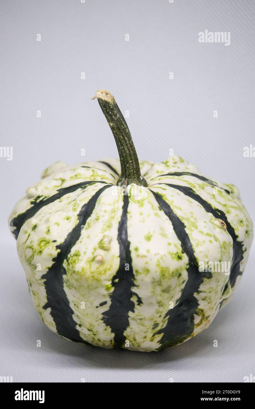 A vibrant green and white striped pumpkin sits proudly among a fall ...