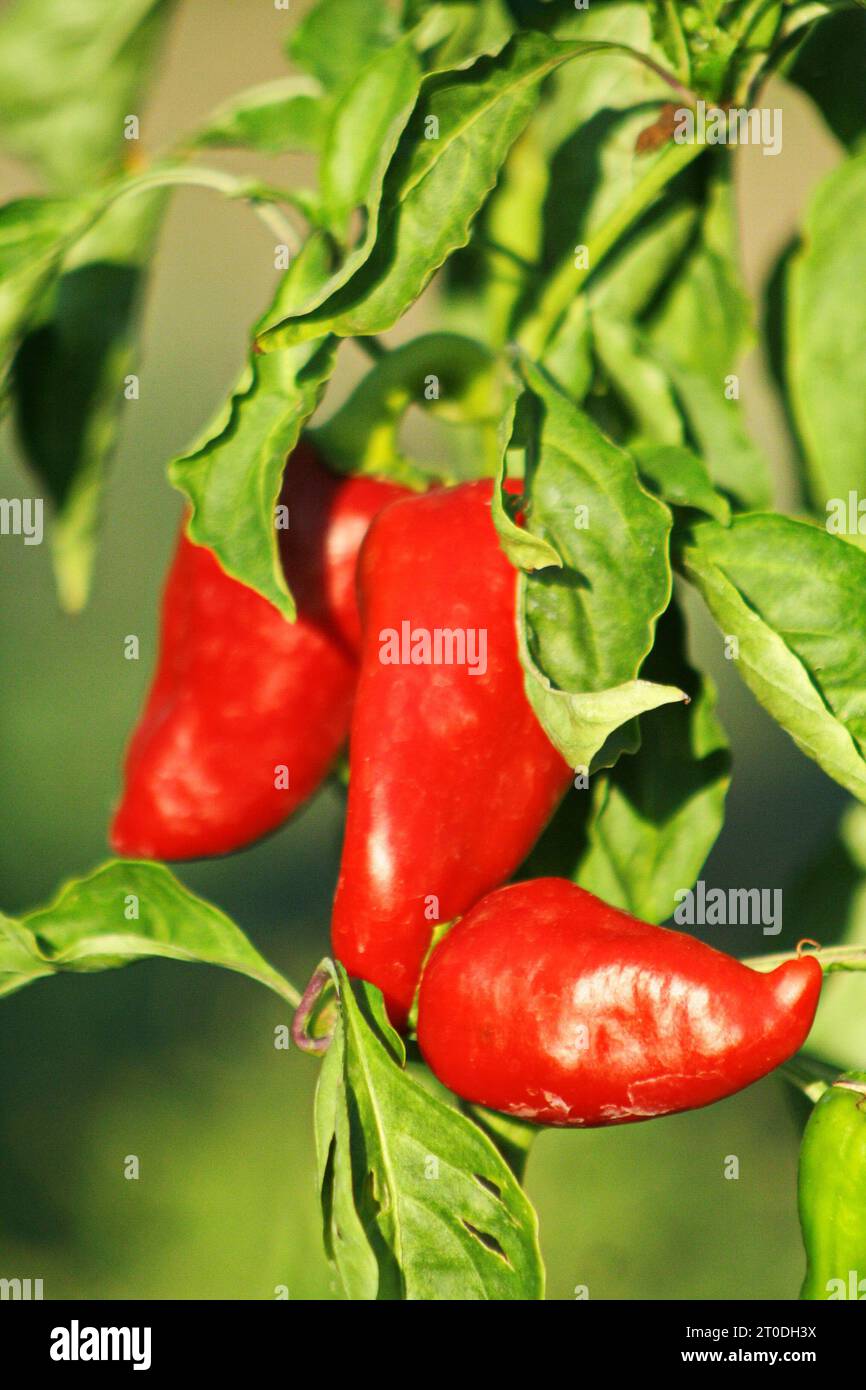 A vibrant display of nature's bounty, the brilliant red peppers on the ...