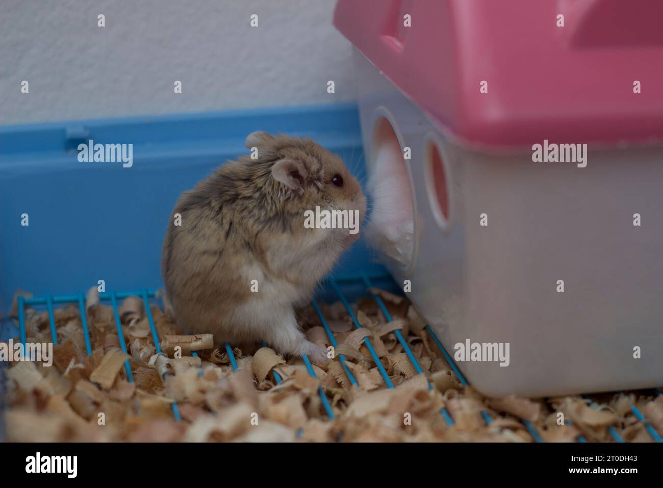 The mischievous hamster eagerly nibbles away at its meal, surrounded by ...