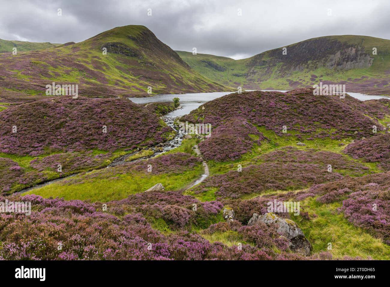 Tail burn galloway hi-res stock photography and images - Alamy