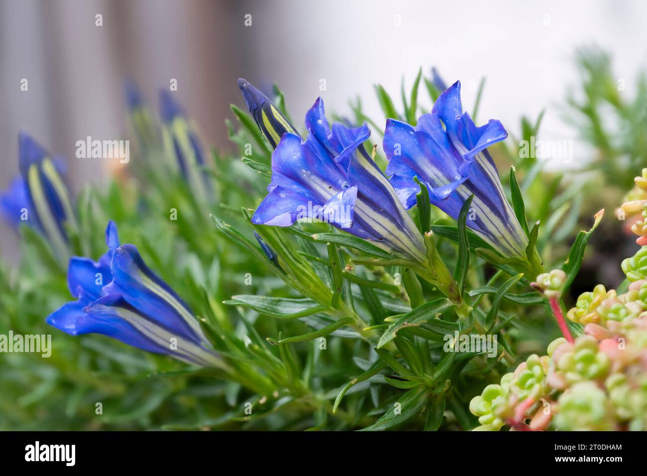 Gentians in flower in garden trough Stock Photo - Alamy