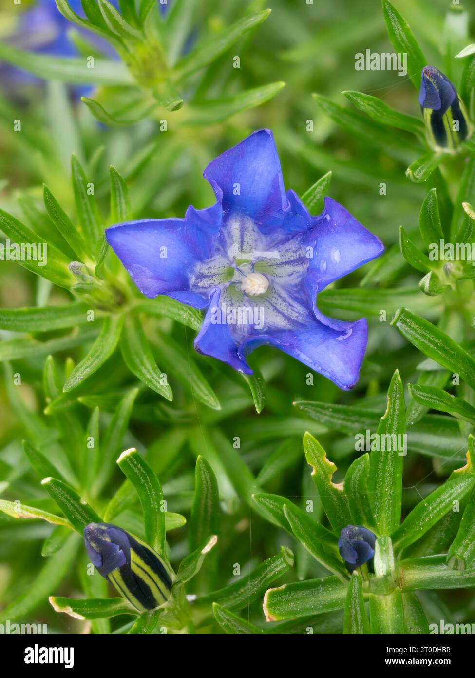 Blue gentians uk hi-res stock photography and images - Alamy