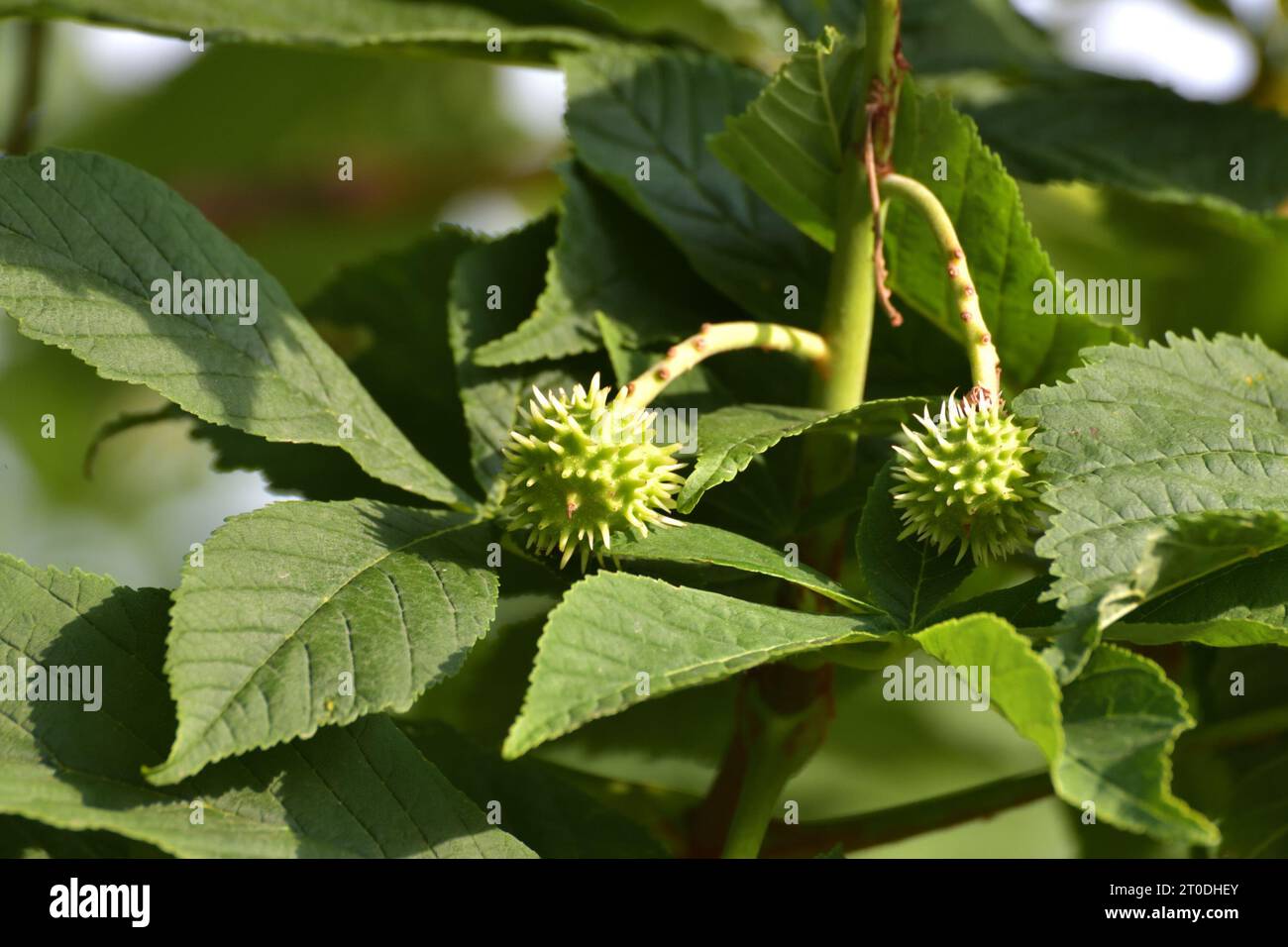 Young chestnut fruits on tree branch Stock Photo - Alamy