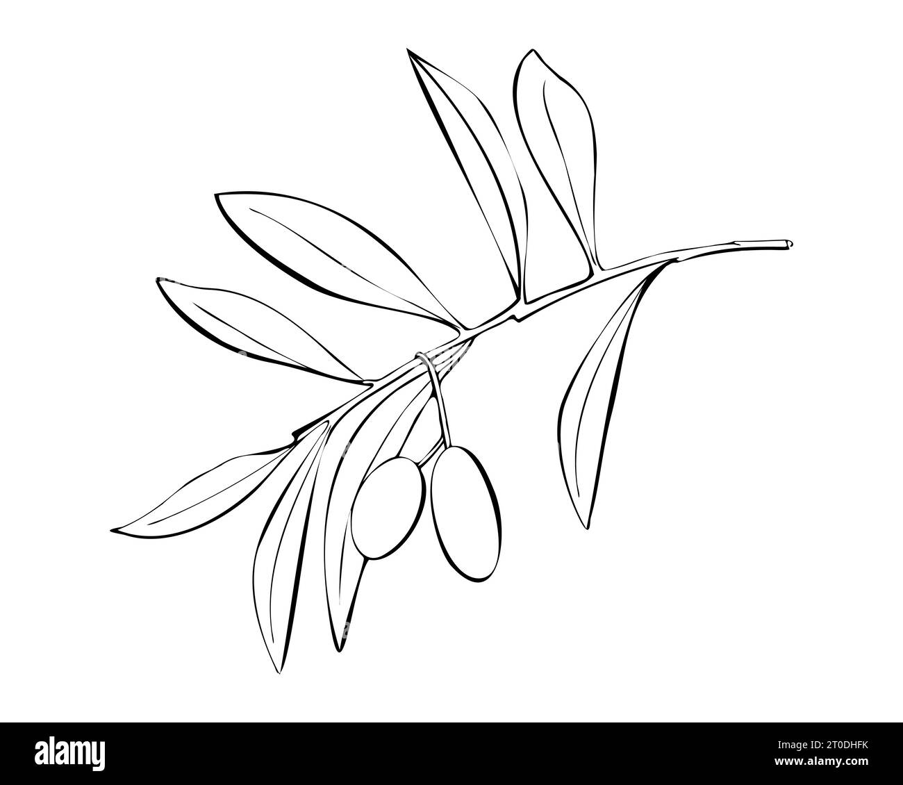 Olive branch with green fruits berries, hand drawn contour illustration ...