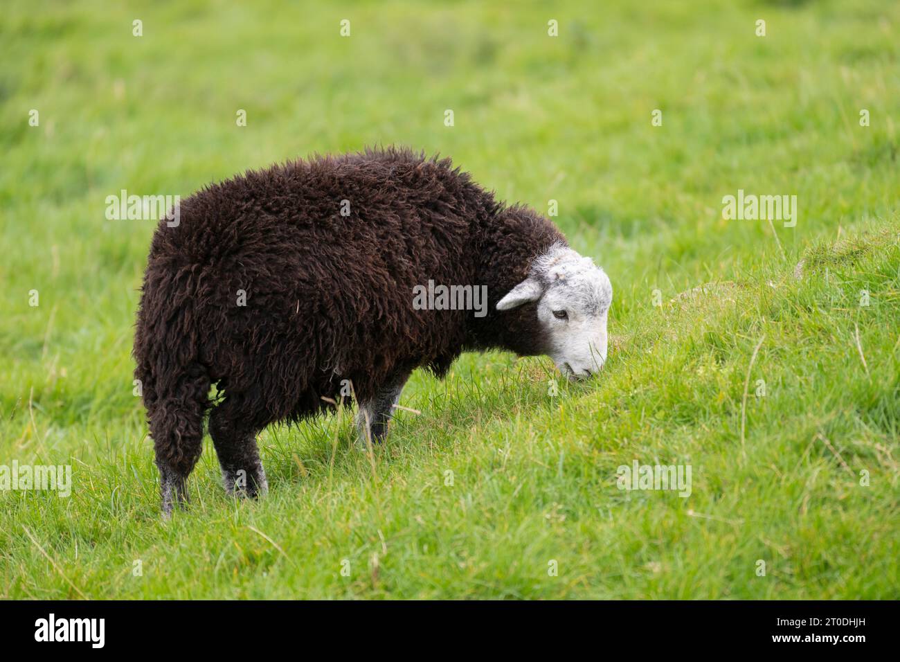 Herdwick sheep breed domestic sheep hi-res stock photography and images ...