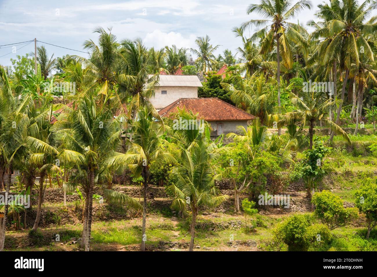Country houses in tropical forest with palm trees on Bali island ...