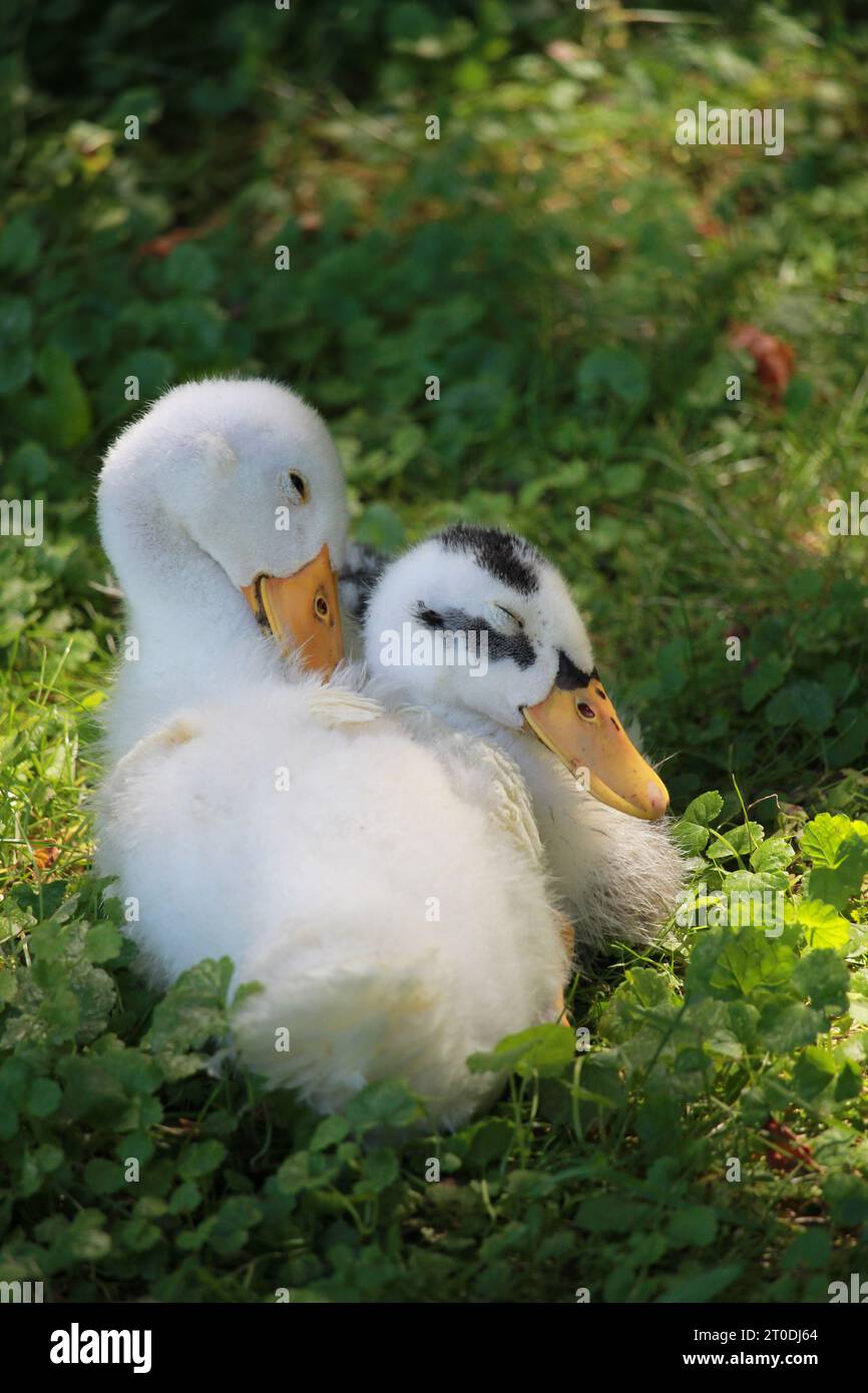 A pair of ducks gracefully waddle through the lush green grass, their ...