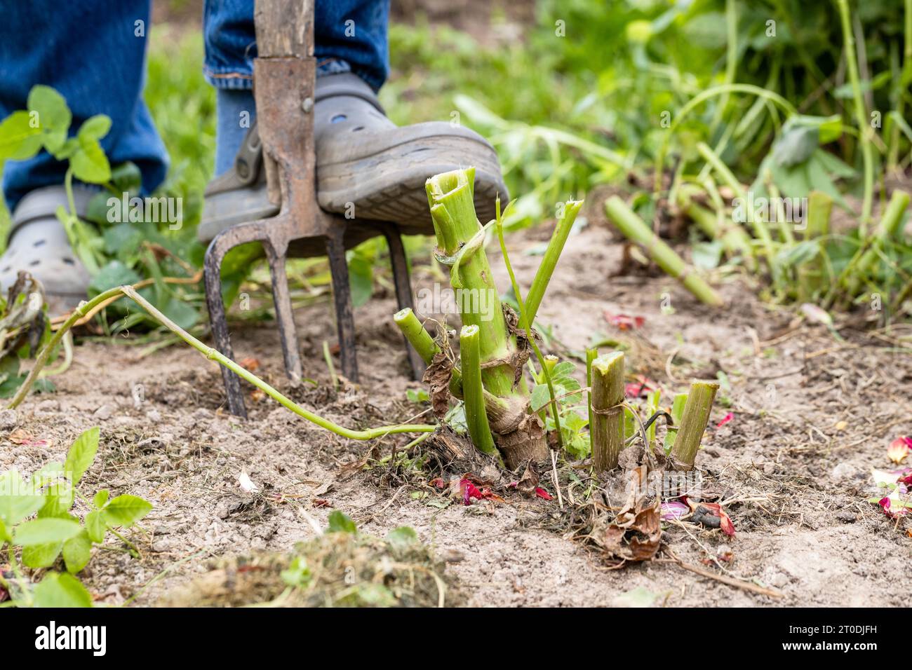dahlia tubers just lifted for overwintering Stock Photo - Alamy