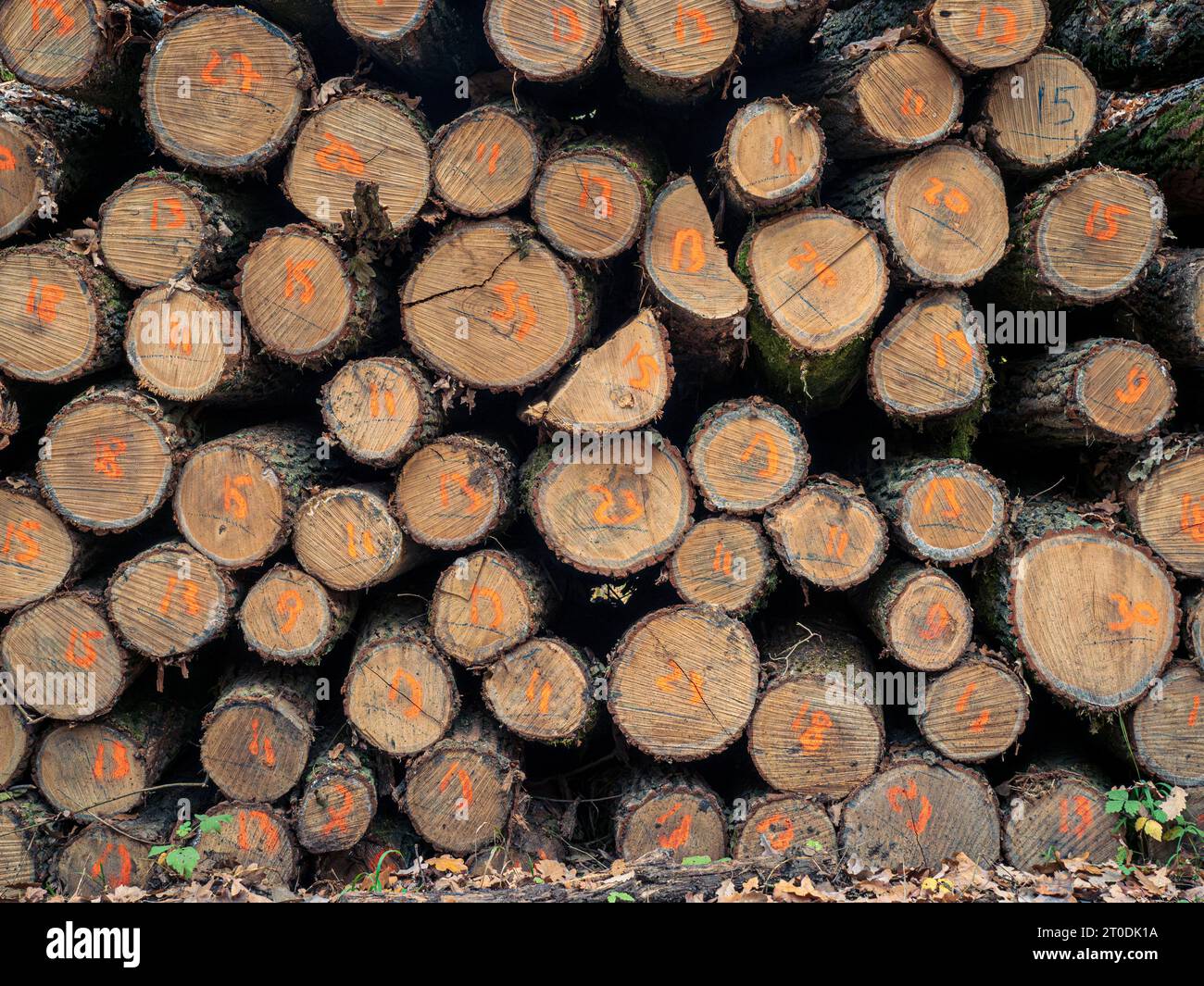 Texture background of a wood log timber pile stack frontal closeup view ...