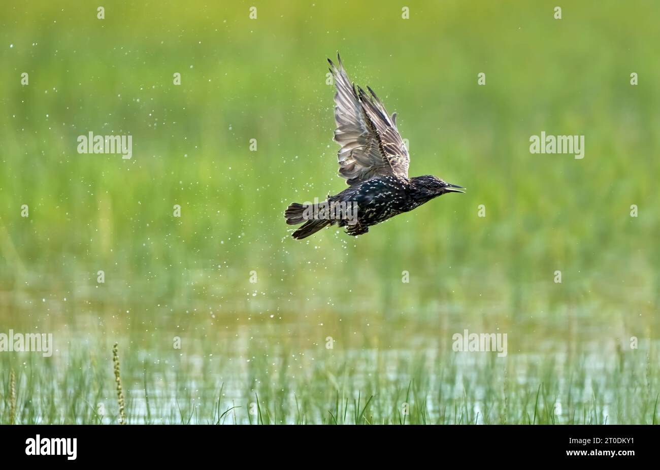 Common starling (Sturnus vulgaris) in flight with water drops - Usedom ...