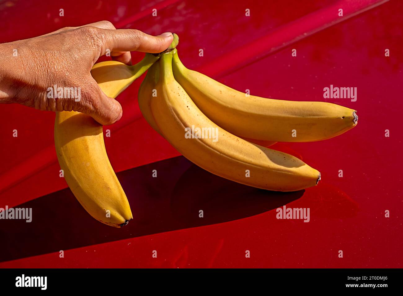 hand breaking off one banana from a branch of yellow ripe bananas on a ...
