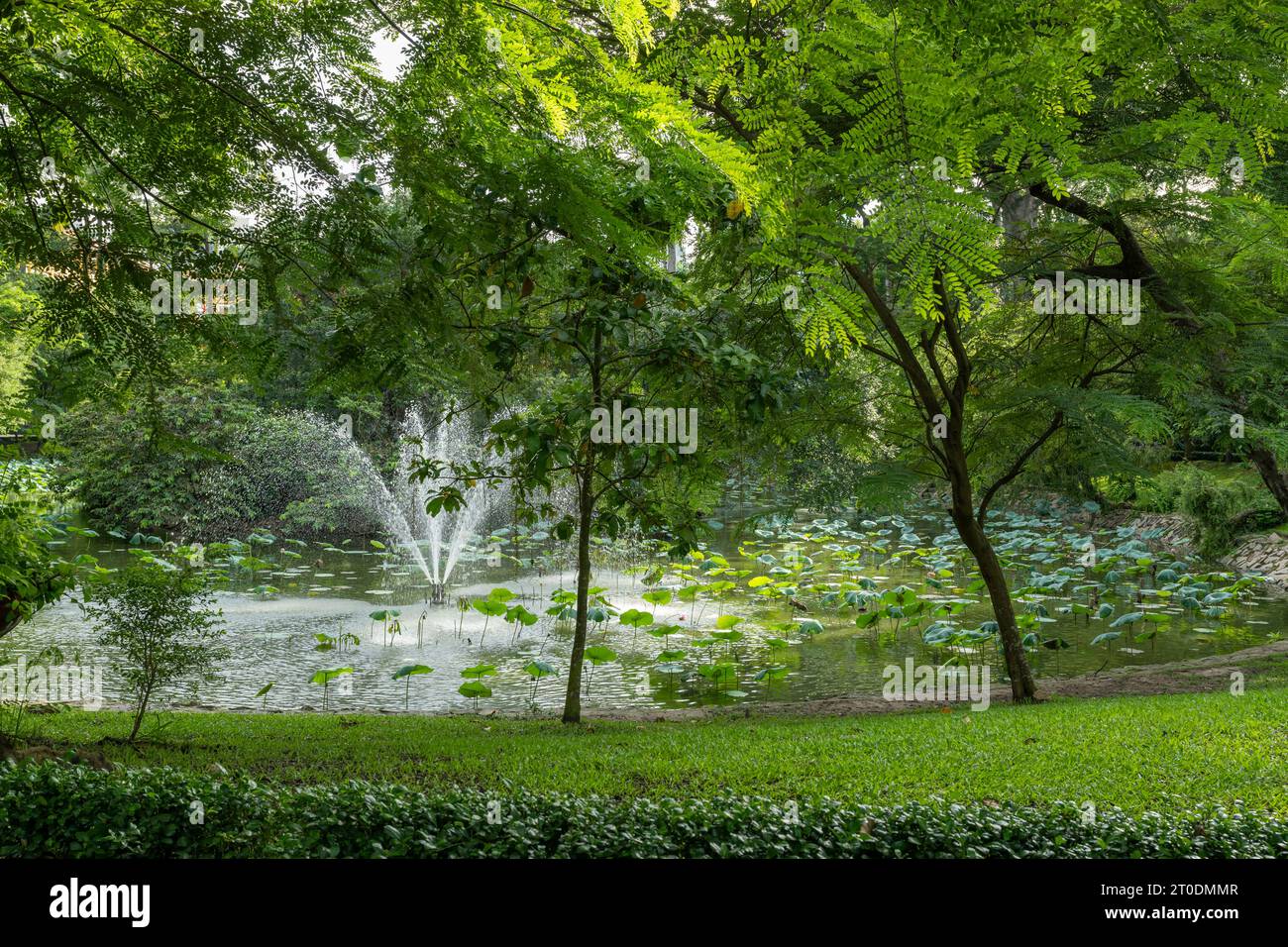 Lily Pads on the fountain lake at Saigon Zoo and Botanical Garden, Ho ...
