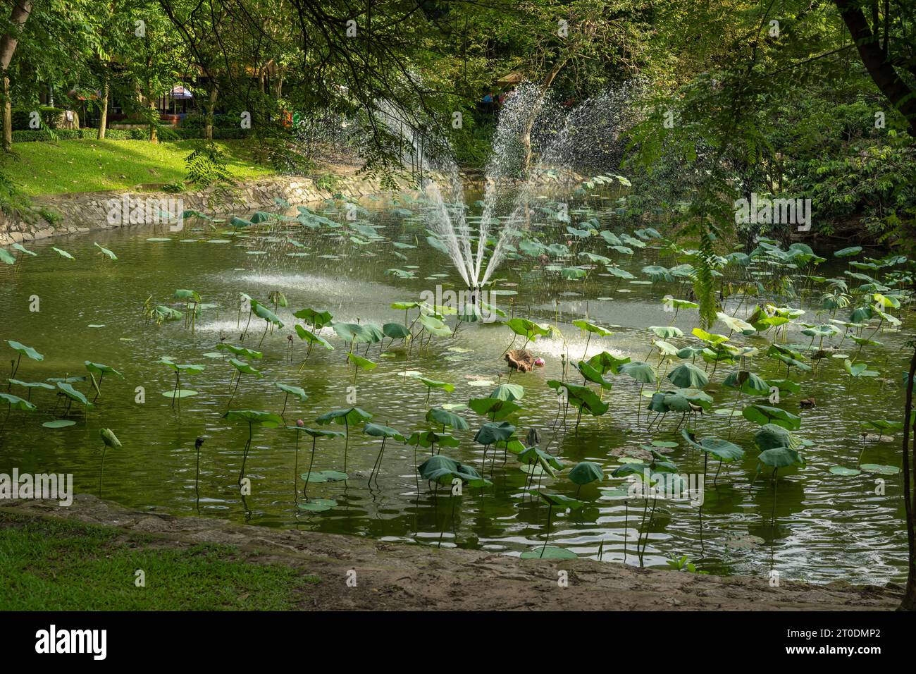 Lily Pads on the fountain lake at Saigon Zoo and Botanical Garden, Ho ...