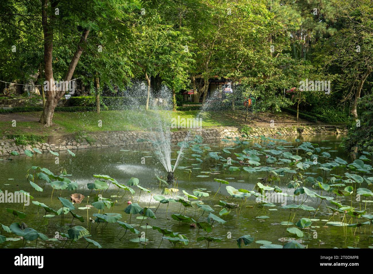 Lily Pads on the fountain lake at Saigon Zoo and Botanical Garden, Ho ...