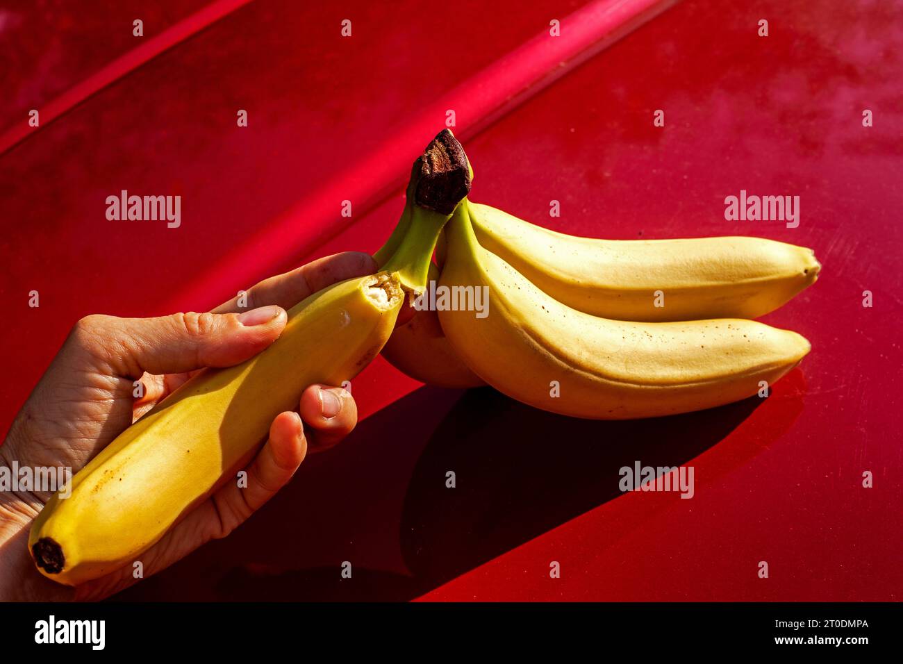 take one banana with your hand from a branch of yellow ripe bananas on ...