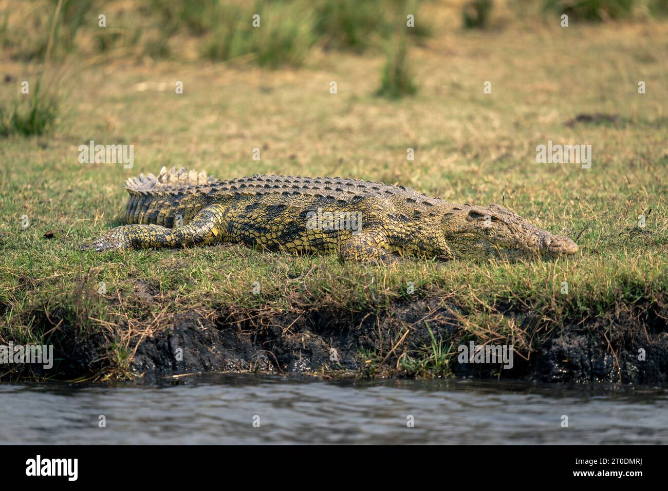 Nile crocodile lying on riverbank in sunshine Stock Photo - Alamy