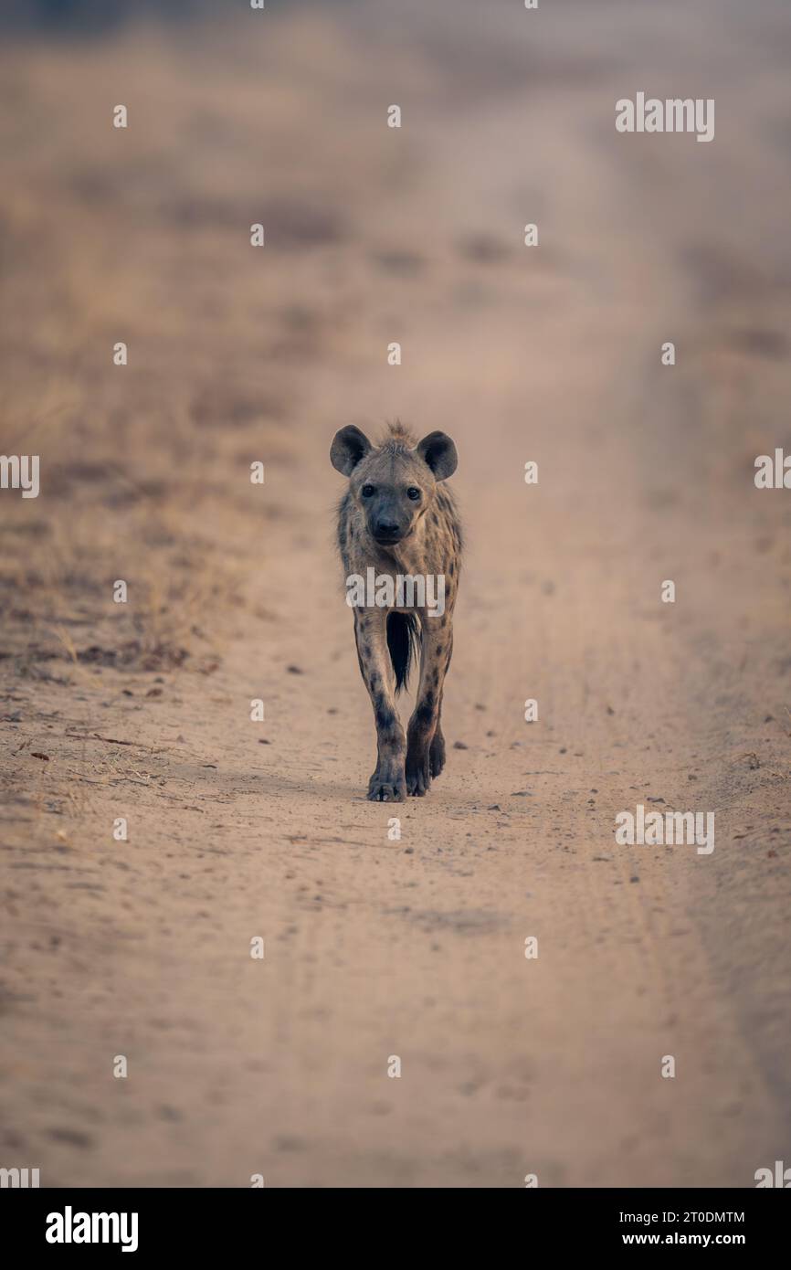 Spotted hyena walking down track towards camera Stock Photo - Alamy
