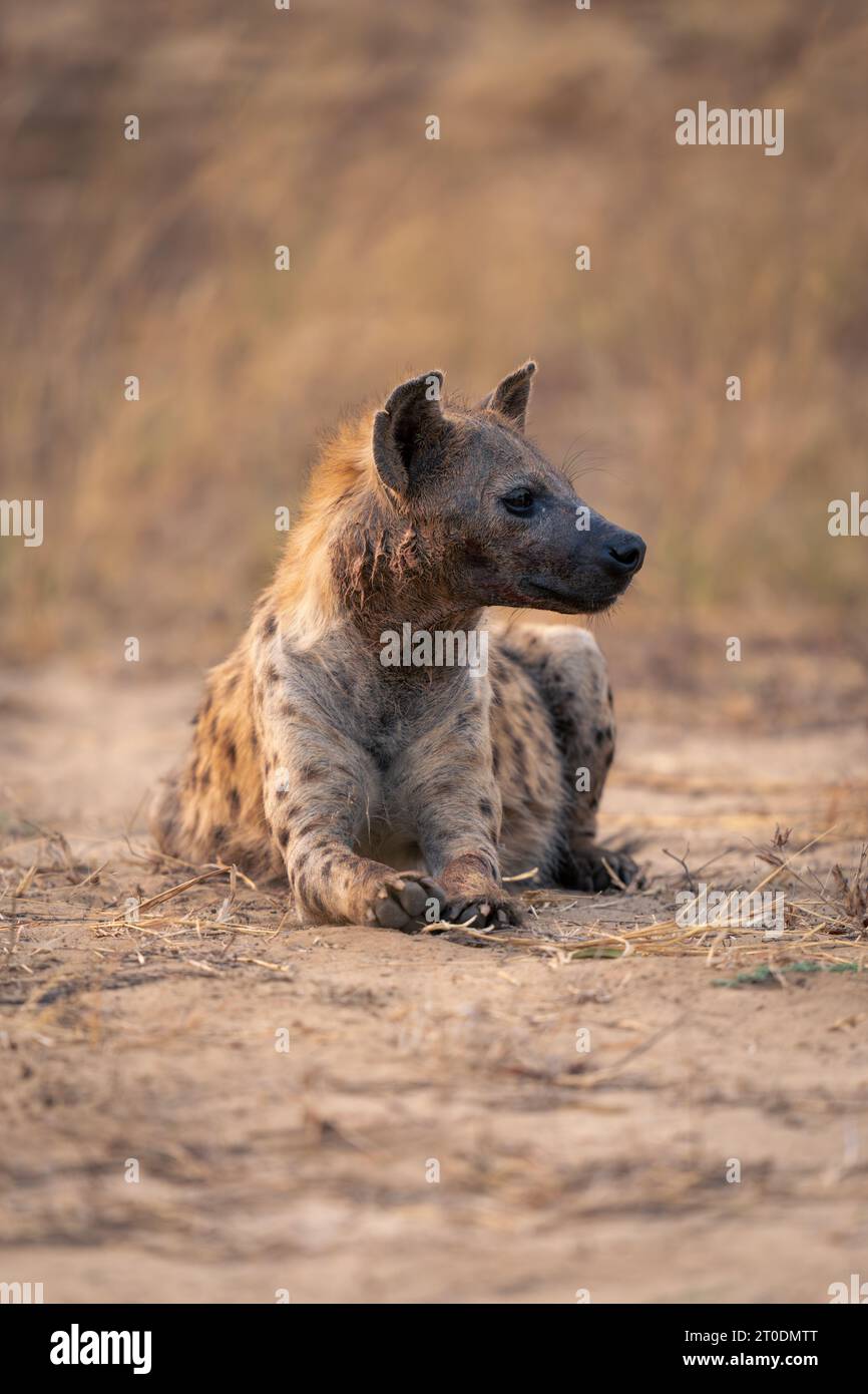 Spotted hyena turns head lying on sand Stock Photo - Alamy