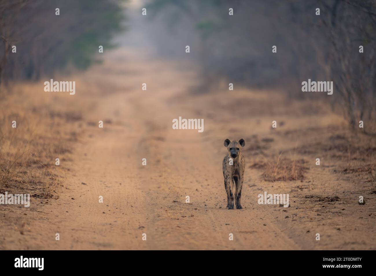 Spotted hyena stands on track facing camera Stock Photo - Alamy