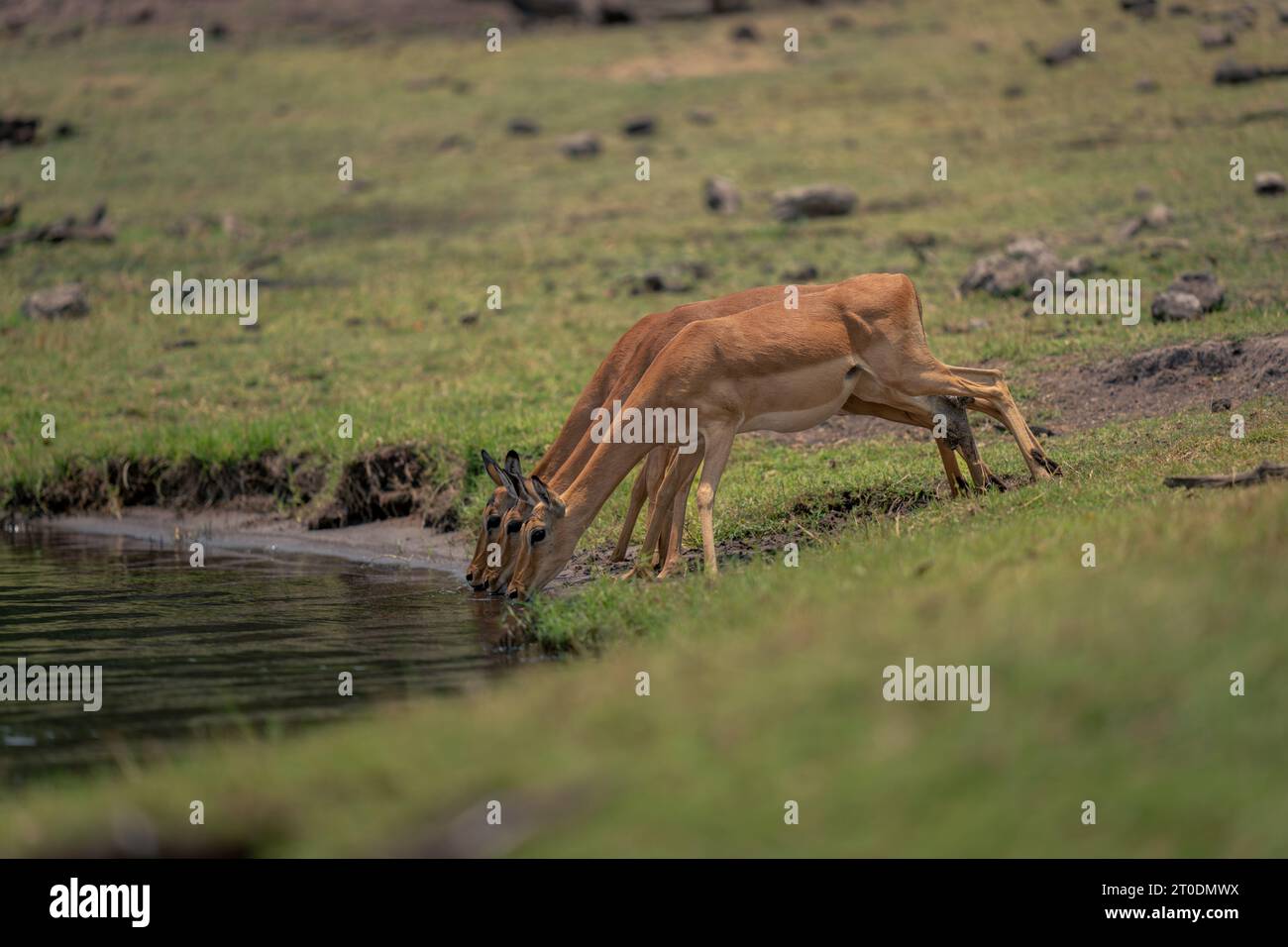 Female impala drinking water from hi-res stock photography and images ...
