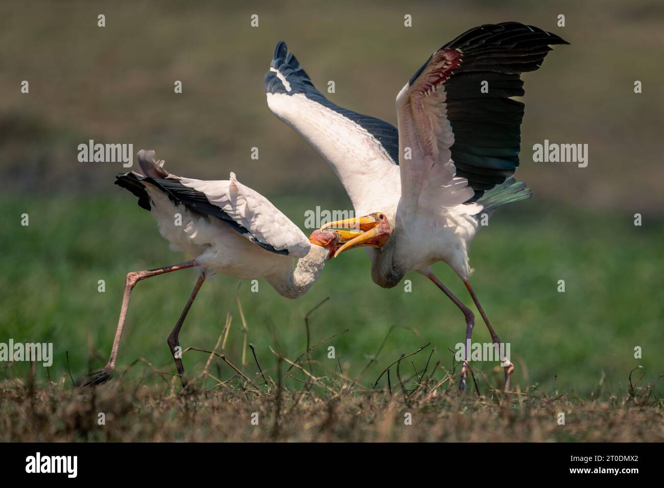 Two yellow-billed storks fight on grassy floodplain Stock Photo - Alamy