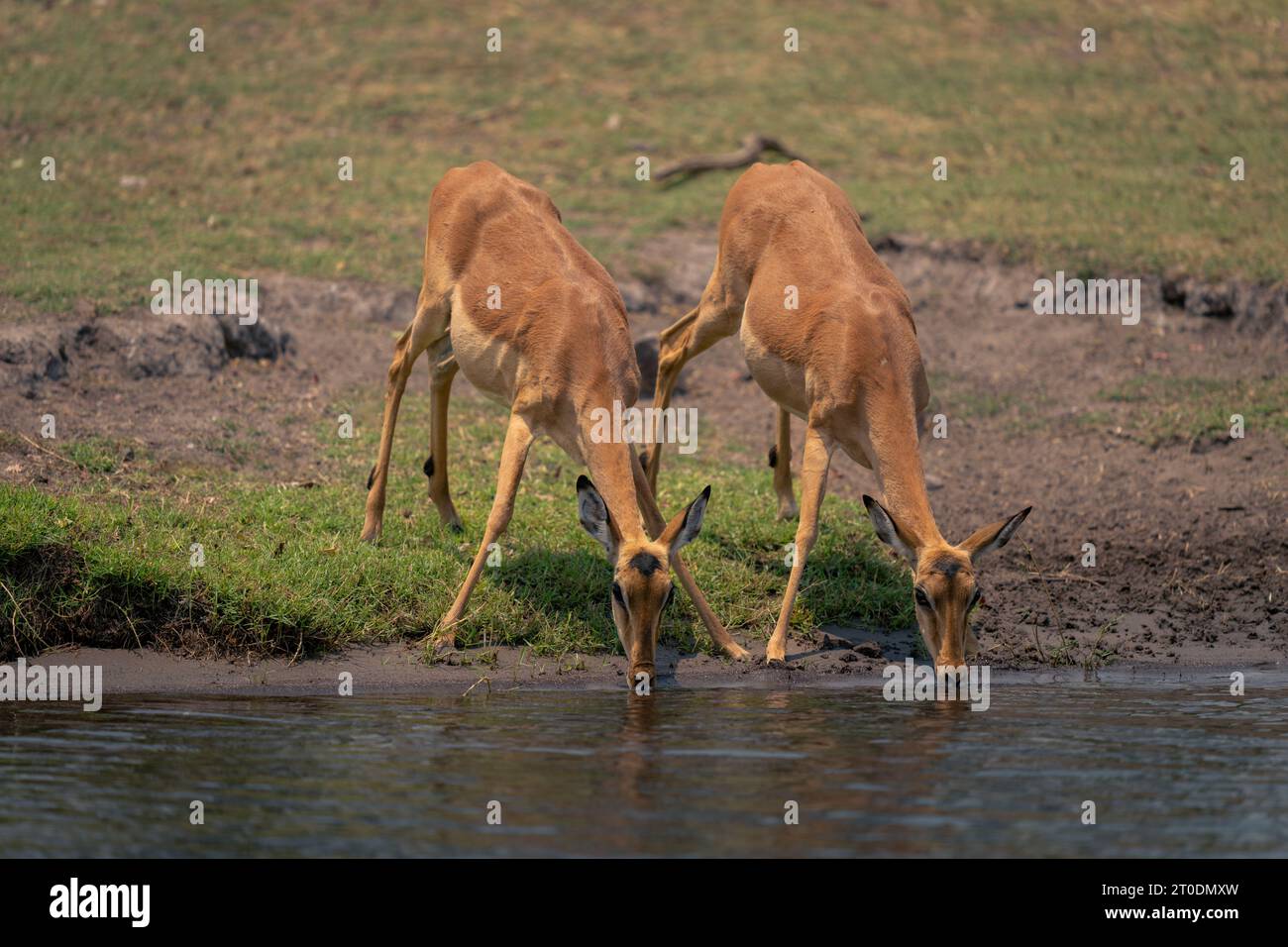 Two common impala female hi-res stock photography and images - Alamy