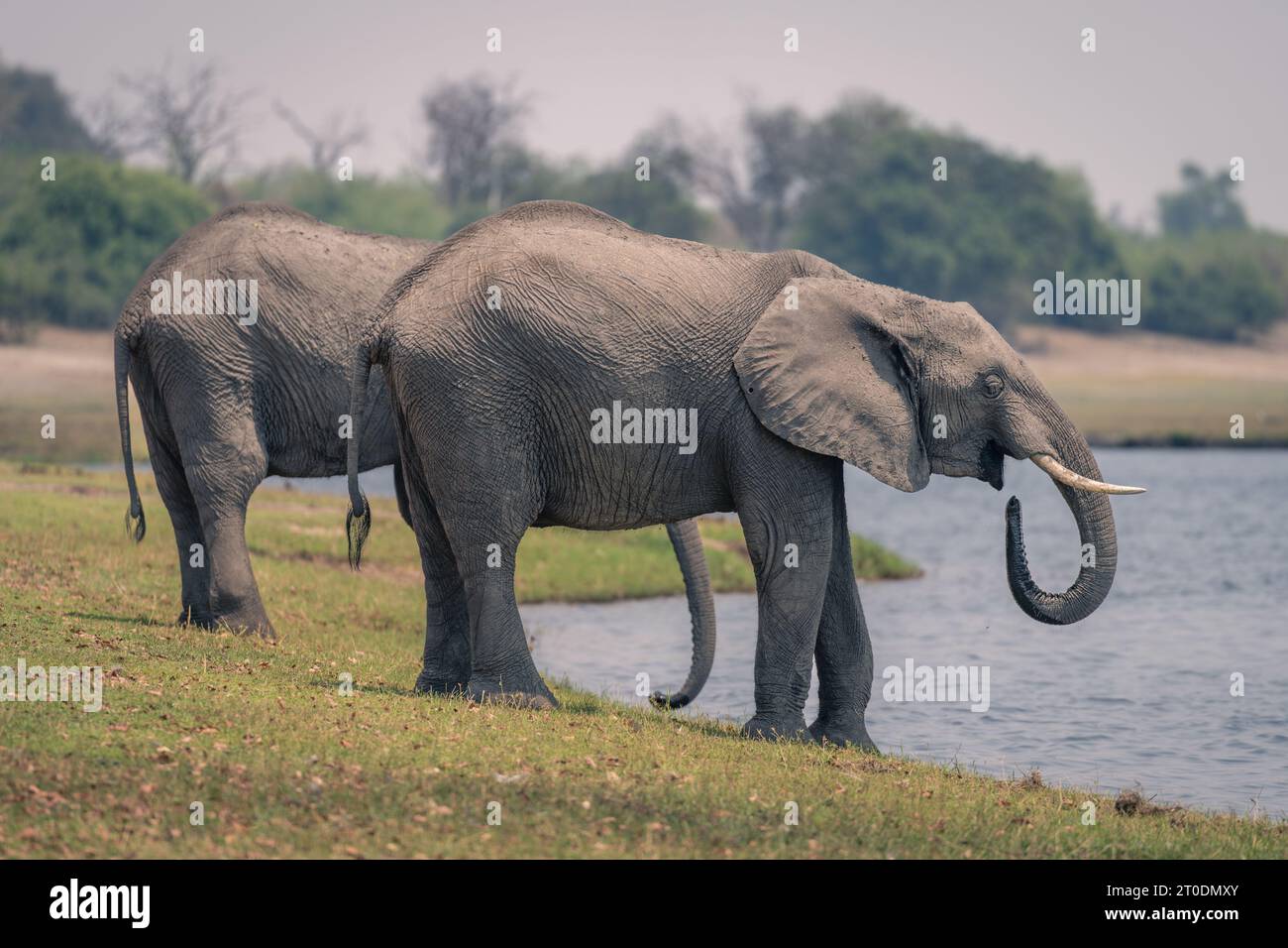 Two elephant drink from hi-res stock photography and images - Alamy