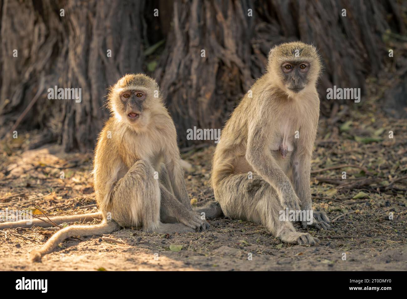 Two vervet monkeys sit looking towards camera Stock Photo - Alamy