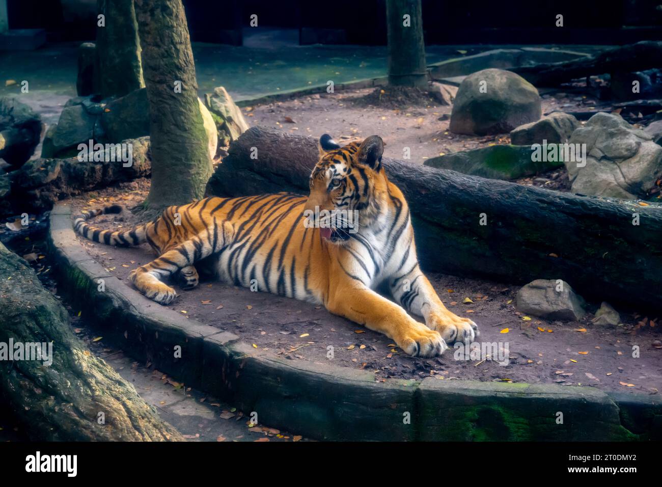 A Bengal Tiger lying down at Saigon Zoo and Botanical Garden, Ho Chi ...