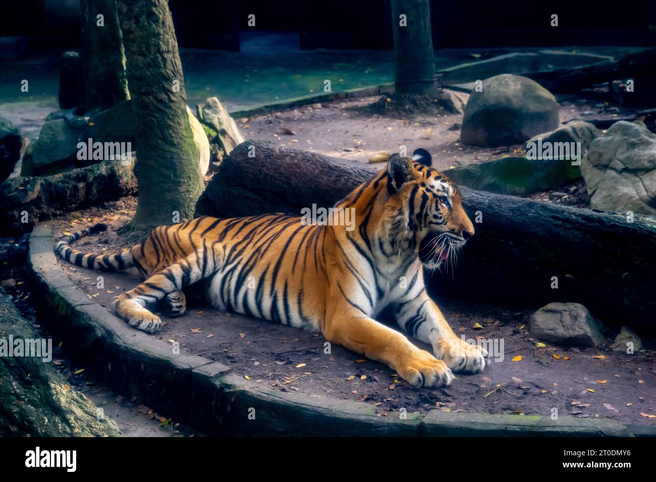 A Bengal Tiger lying down at Saigon Zoo and Botanical Garden, Ho Chi ...